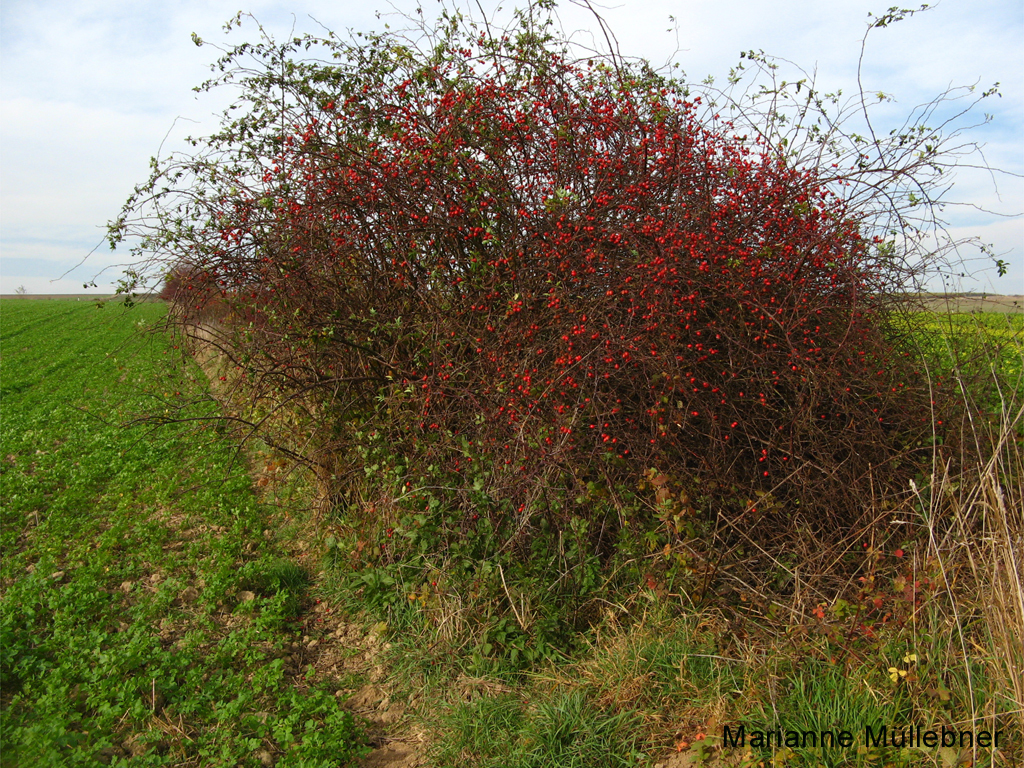Die Hagebutte - eine knallrote Vitaminspenderin - Herbst in den Naturparken Die Hagebutte - eine knallrote Vitaminspenderin - Herbst in den Naturparken